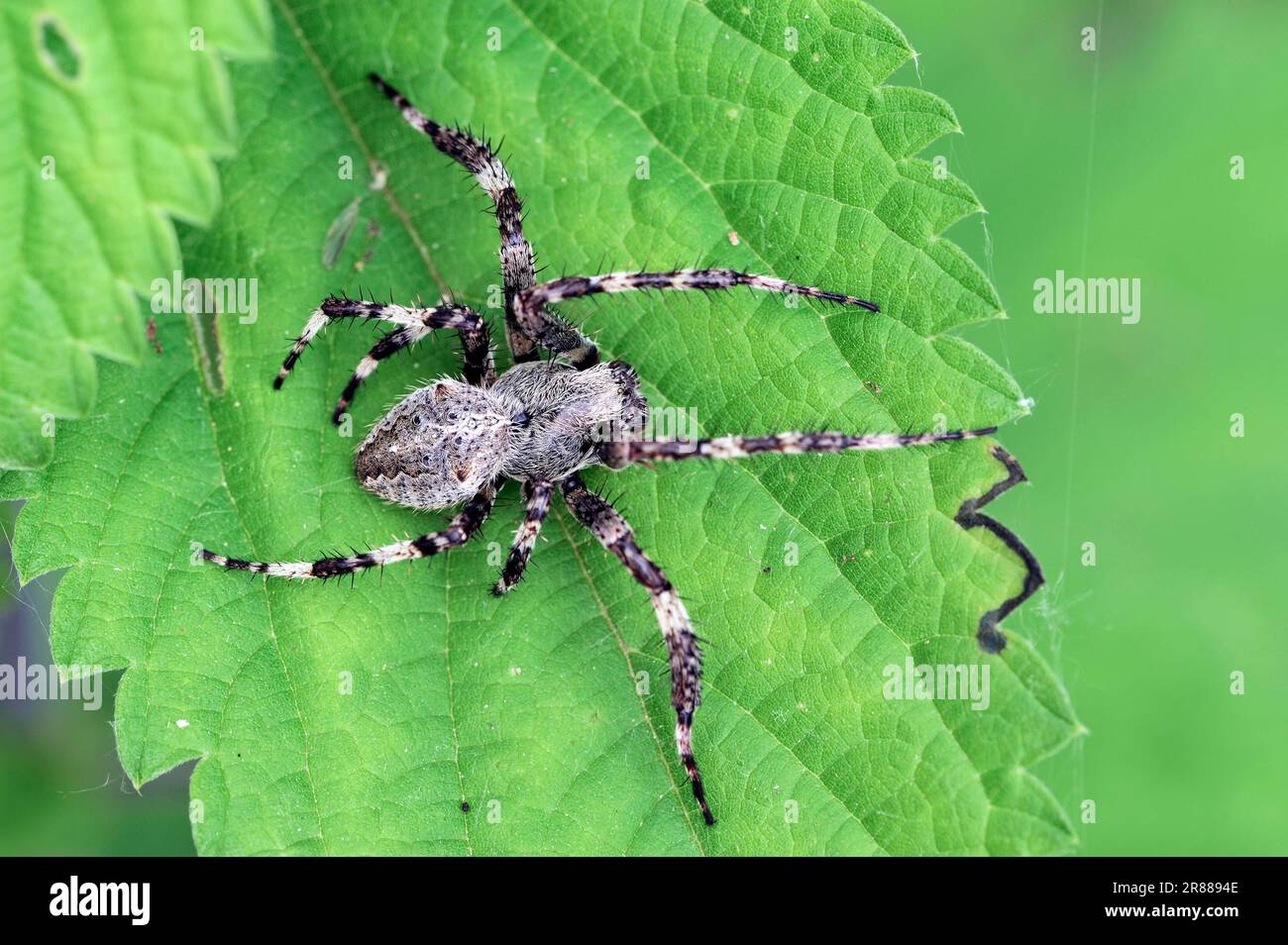 Araneus grossus -Fotos und -Bildmaterial in hoher Auflösung – Alamy