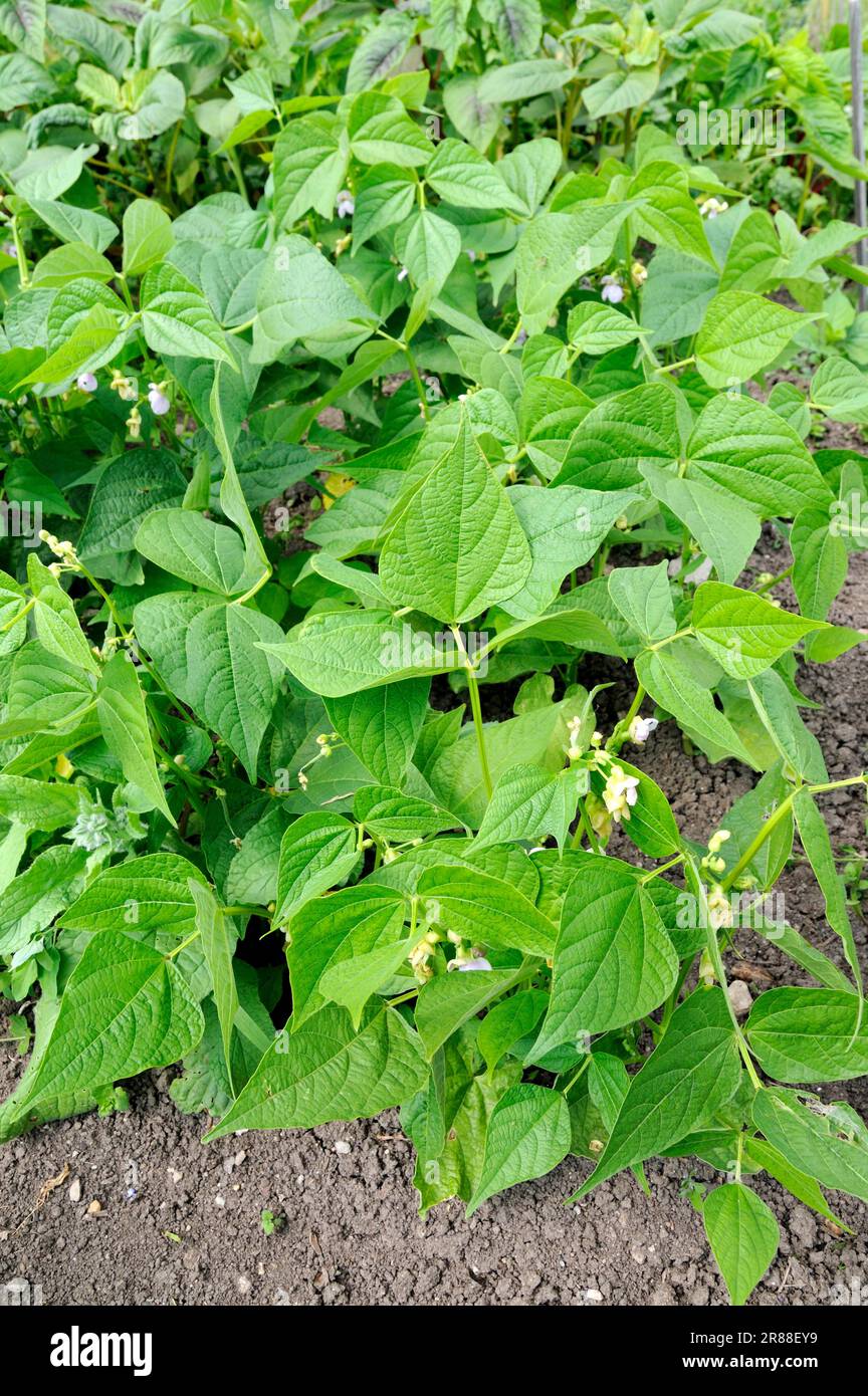 Phaseolus vulgaris -Fotos und -Bildmaterial in hoher Auflösung – Alamy