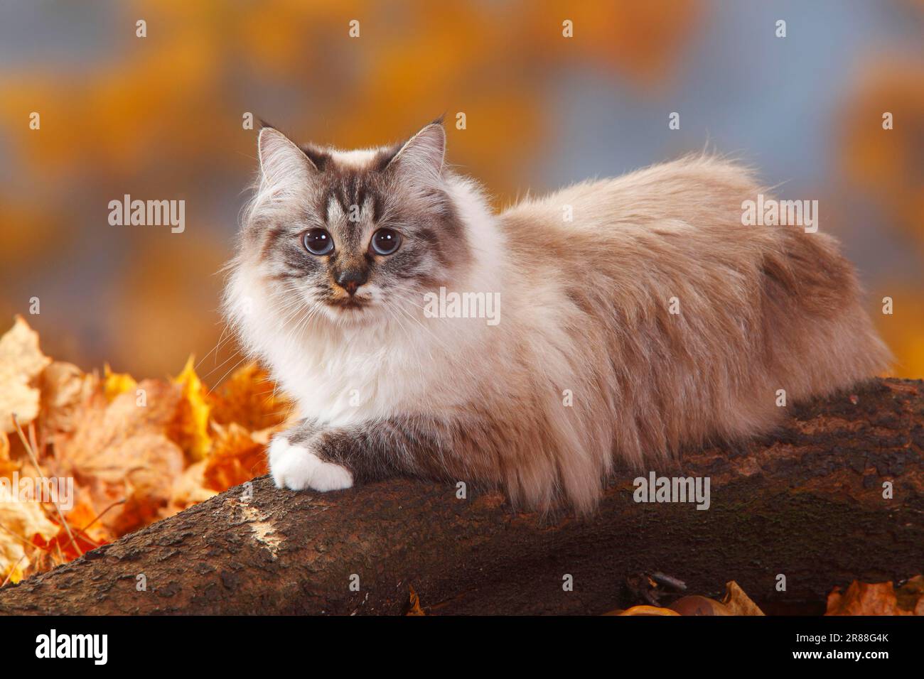 Neva Masquarade, Seehund-Tabby-Point-White, Sibirische Waldkatze ...