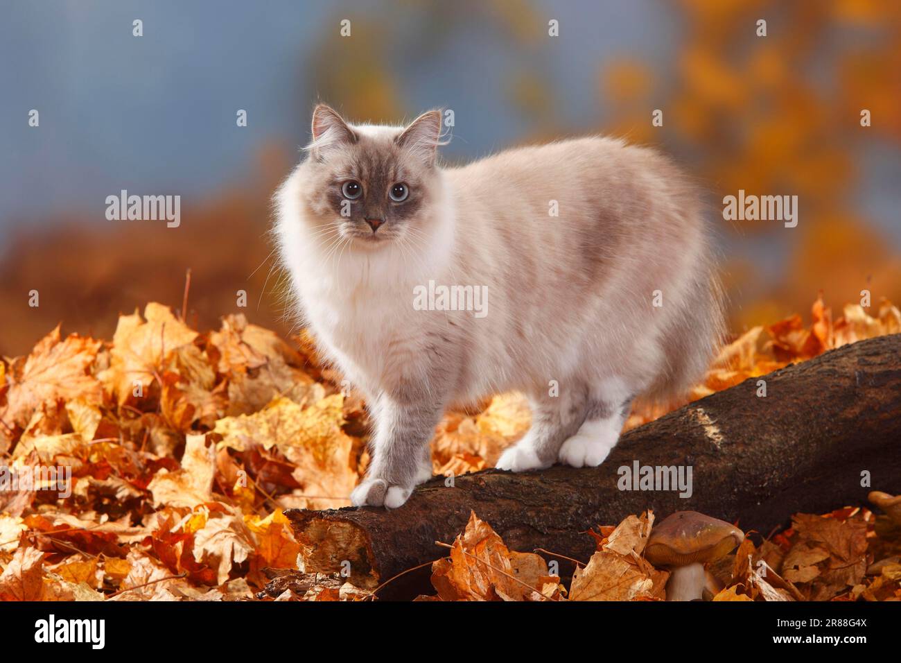 Neva Masquarade, Blue-Tabby-Point-White, Sibirische Waldkatze ...