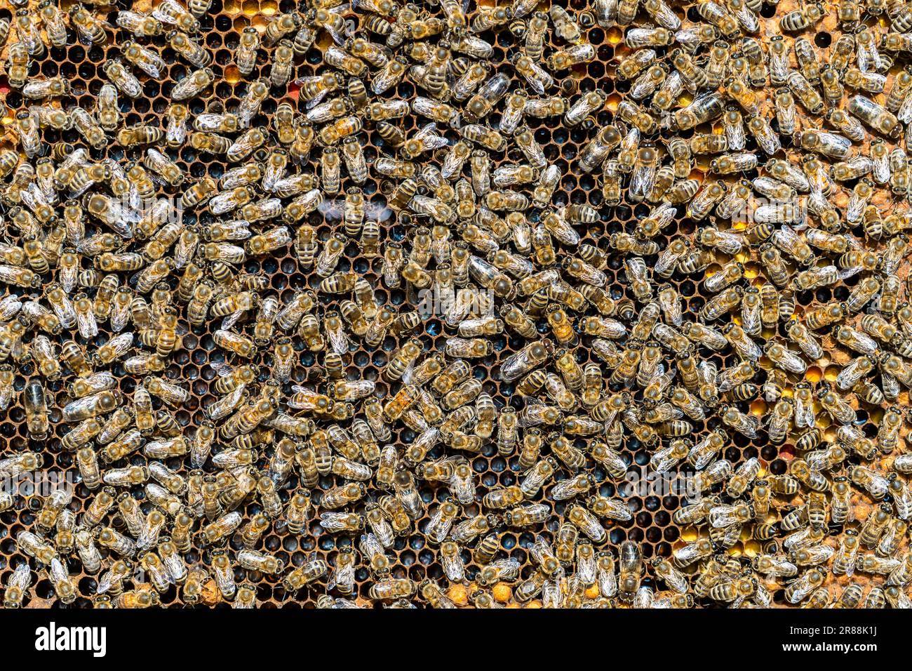 Bienenvölkerkolonie in Bienenstöcken. Bienenzucht auf dem Land. Viele ...