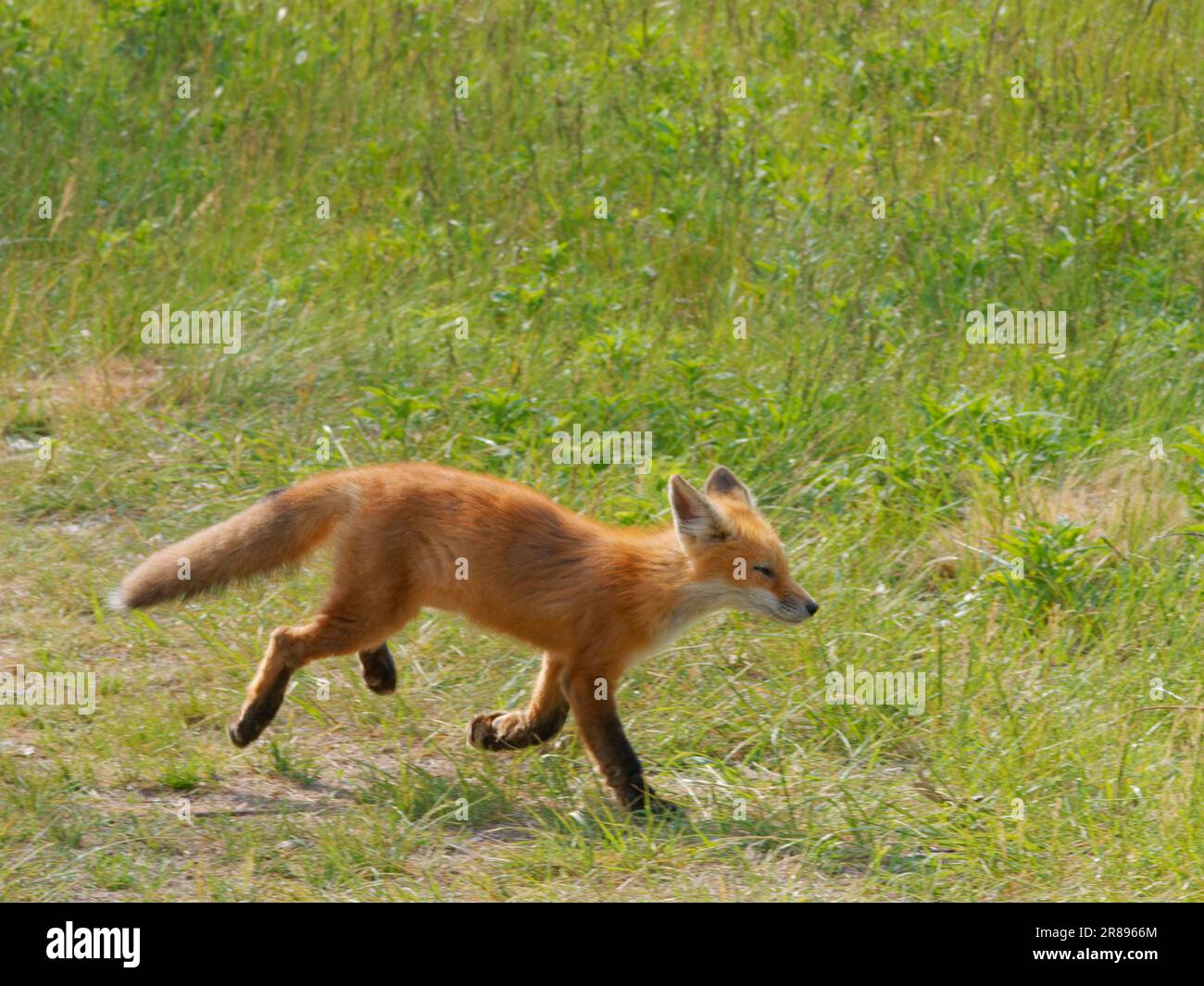 Red fox cub -Fotos und -Bildmaterial in hoher Auflösung – Alamy