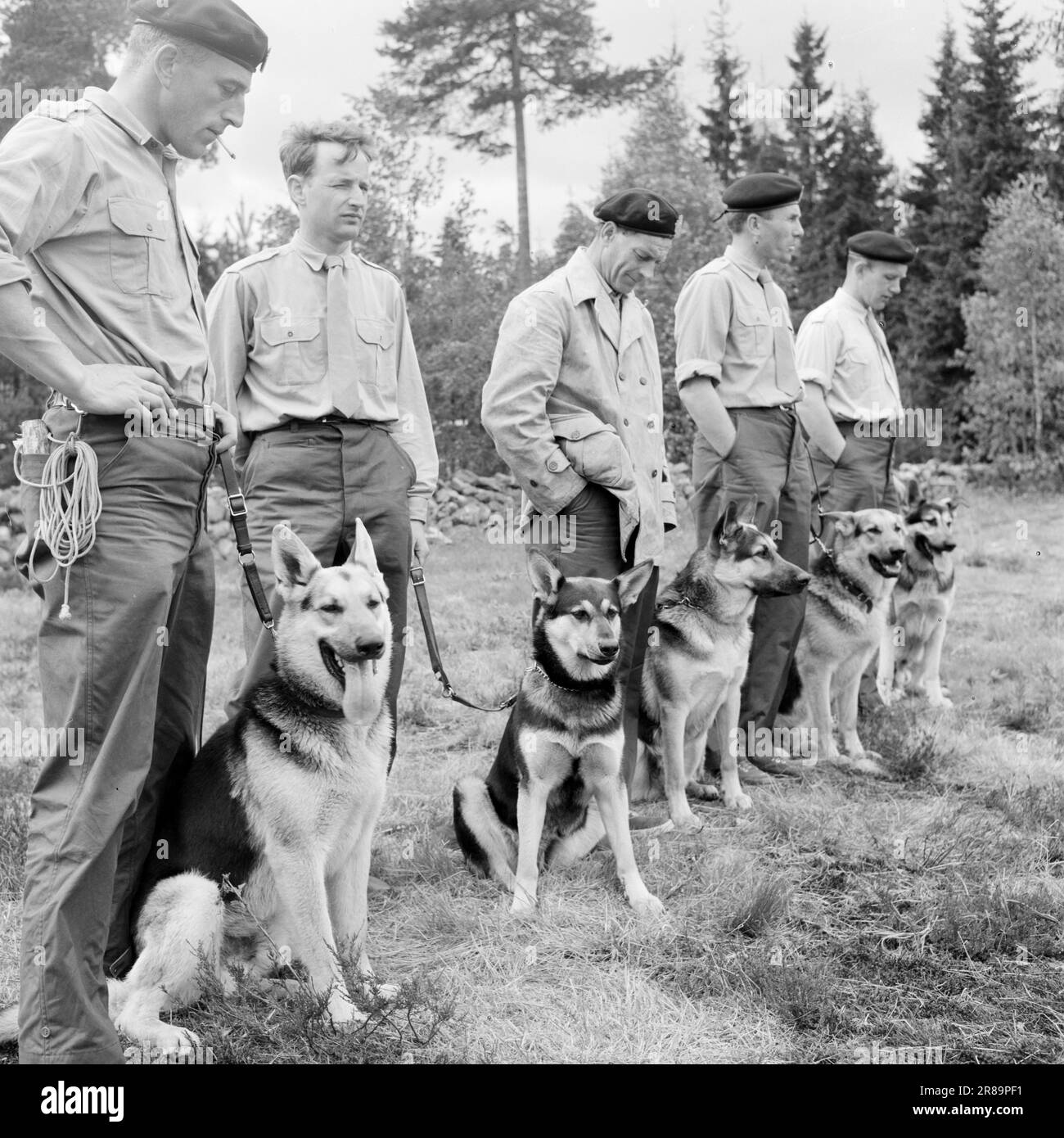 Tatsächlich 27-3-1960: Bikkjer mit Staatsgehalt Polizeihunde aus dem ...