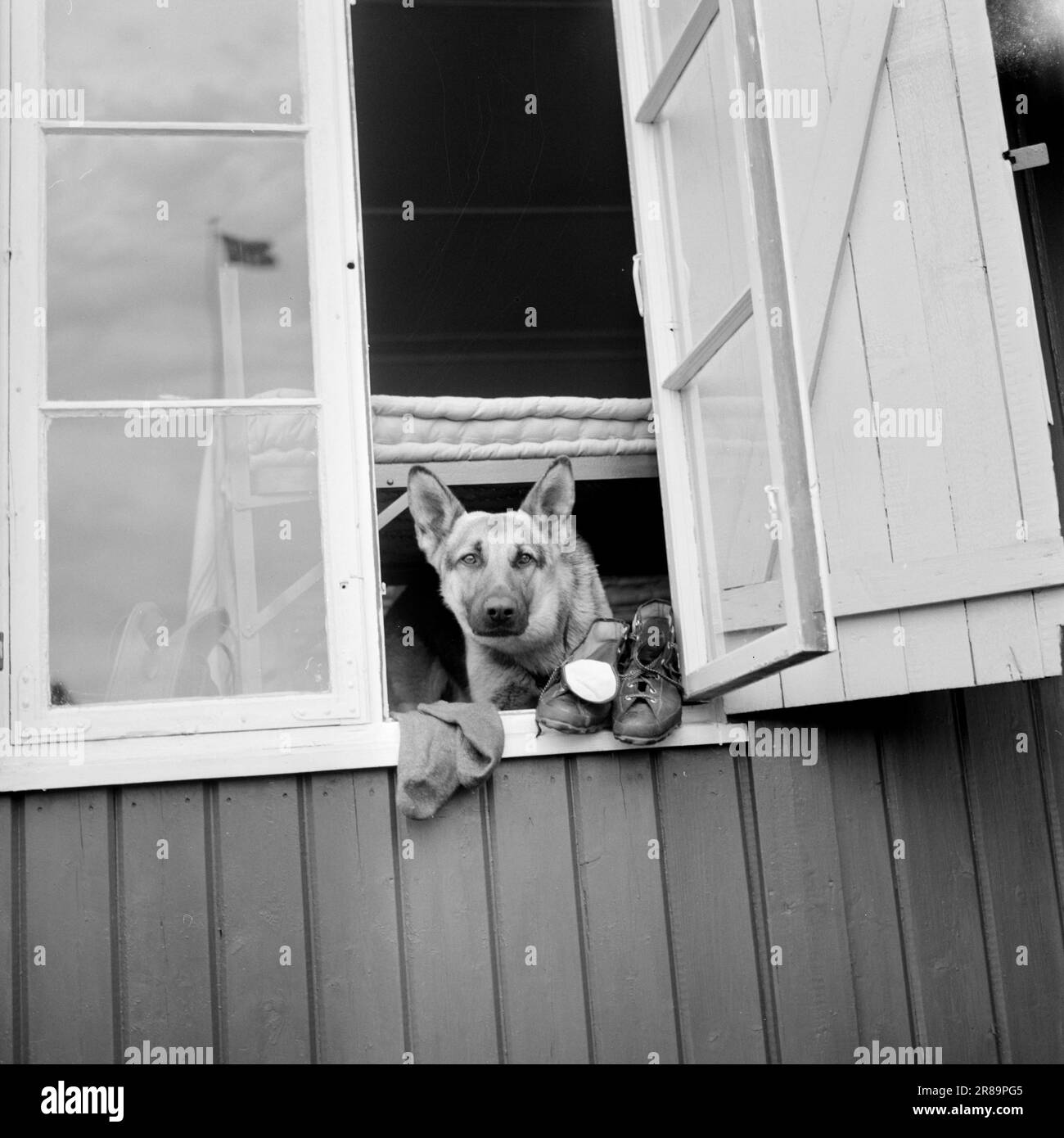 Tatsächlich 27-3-1960: Bikkjer mit Staatsgehalt Polizeihunde aus dem ...