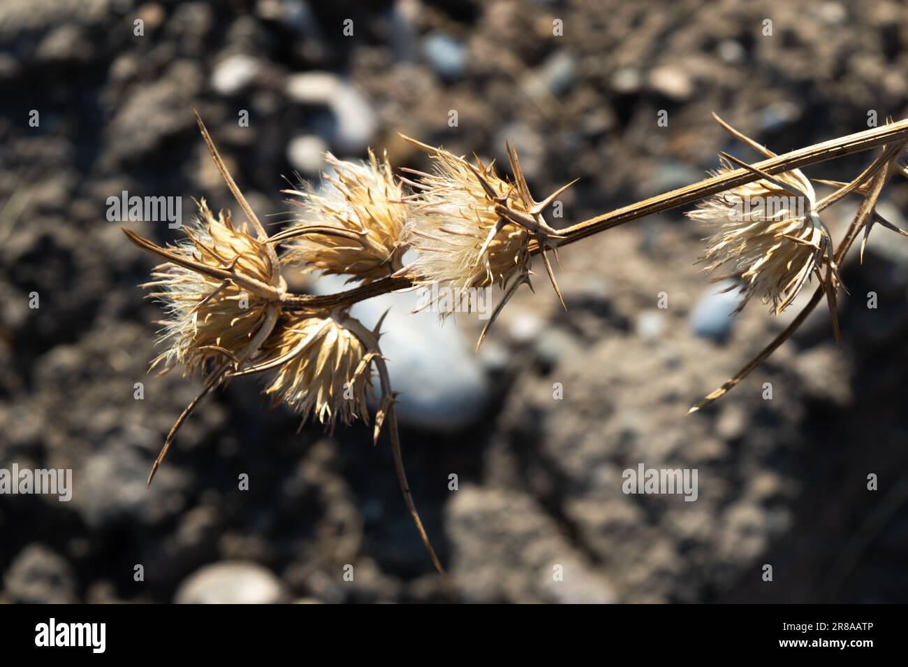 Sari renk -Fotos und -Bildmaterial in hoher Auflösung – Alamy