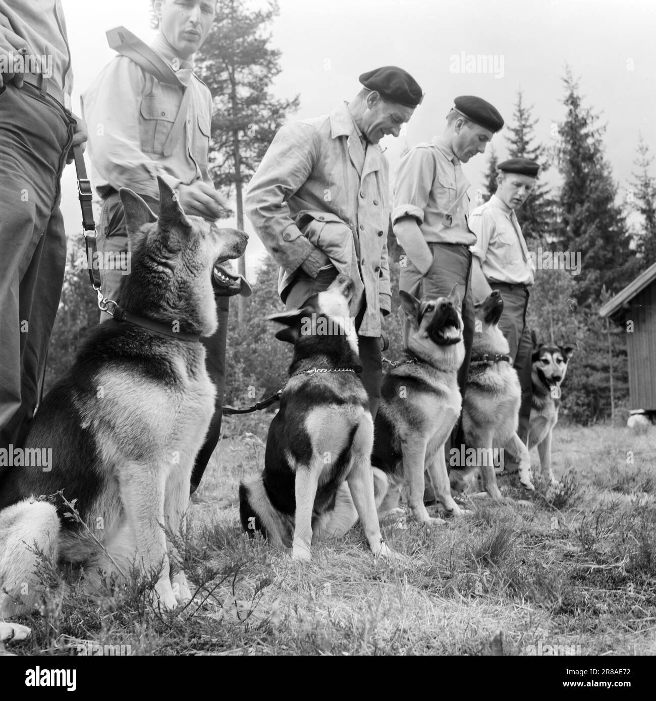 Tatsächlich 27-3-1960: Bikkjer mit Staatsgehalt Polizeihunde aus dem ...