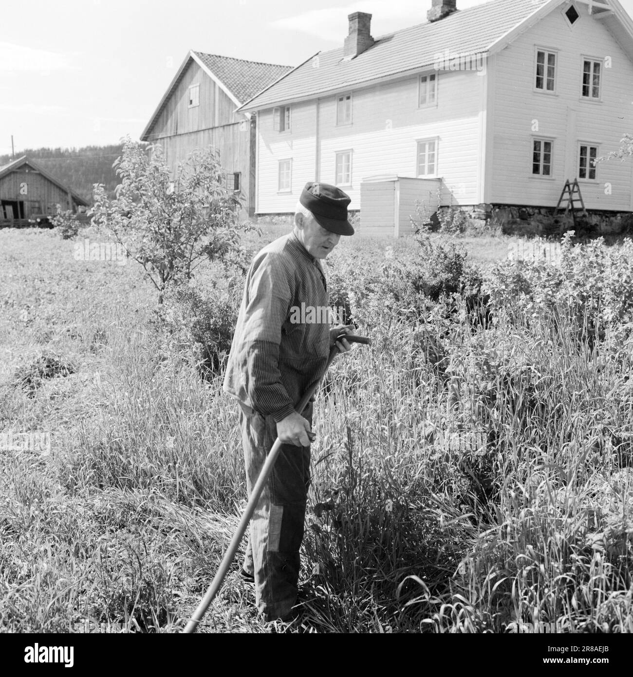 Derzeit 29-5-1960: Sie erhielten ein riesiges Erbe zwei kleine Bauern ...