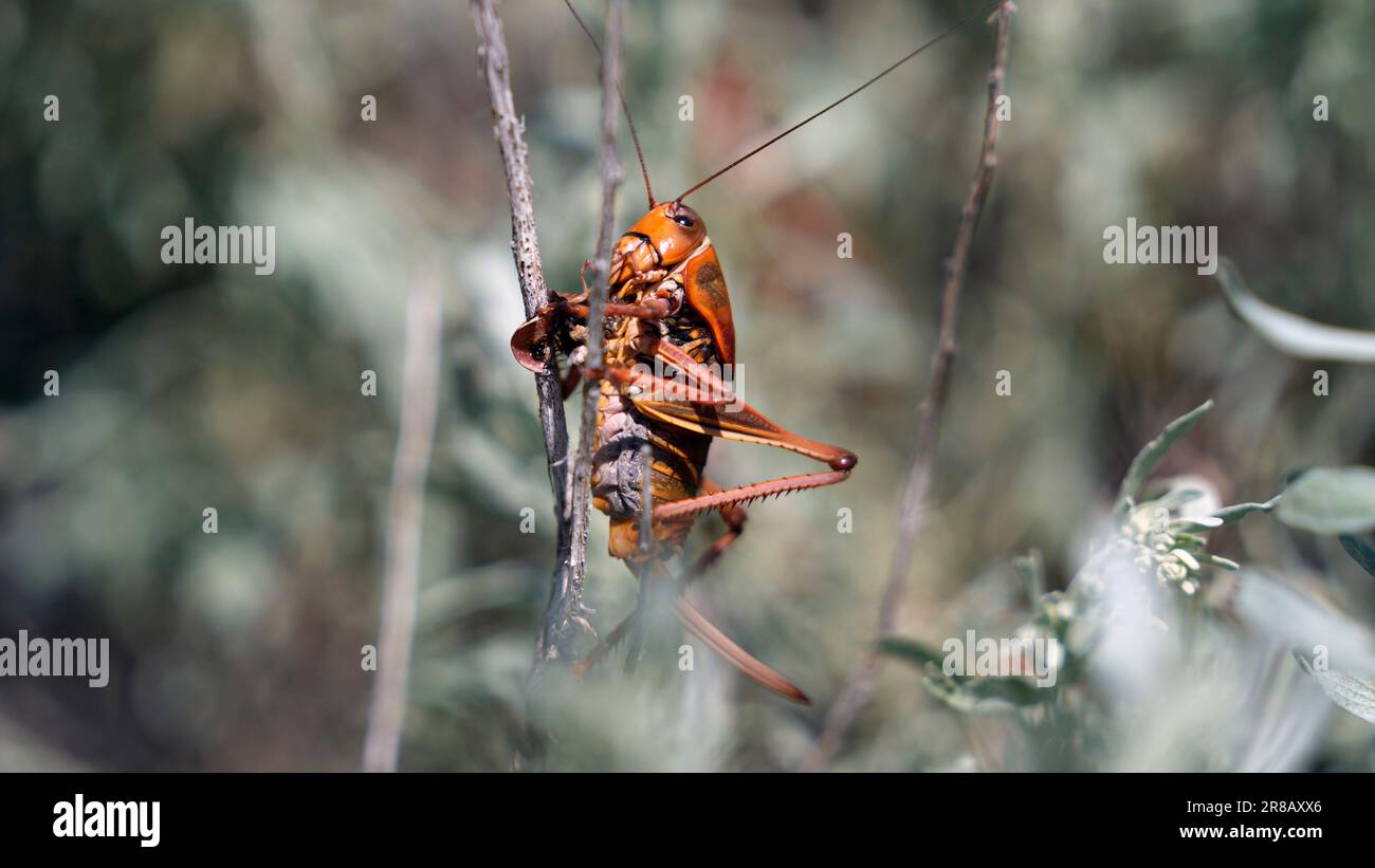 A cricket climbs a brush during the migration of Mormon crickets ...