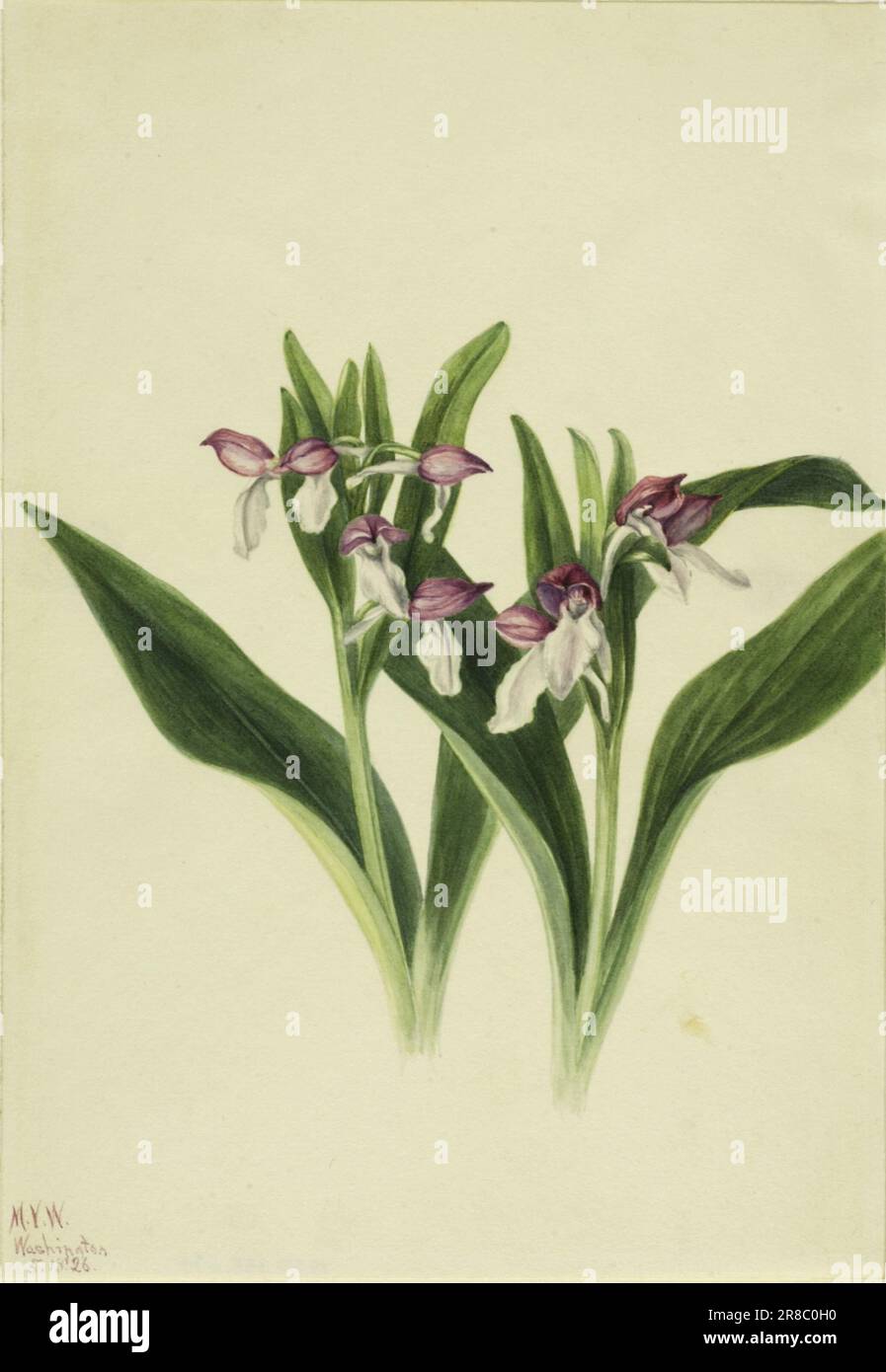 Showy Orchis (Orchis spectabilis) 1926 von Mary Vaux Walcott, geboren ...