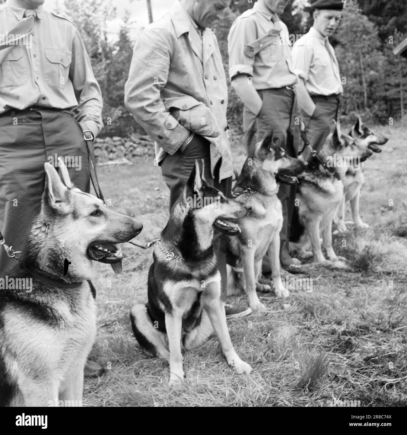 Tatsächlich 27-3-1960: Bikkjer mit Staatsgehalt Polizeihunde aus dem ...