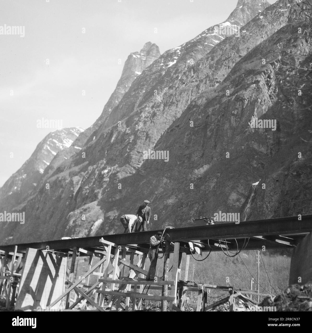 Aktuell 12 1 1947 Aura Plant Die Dornröschen Von Aura Technology