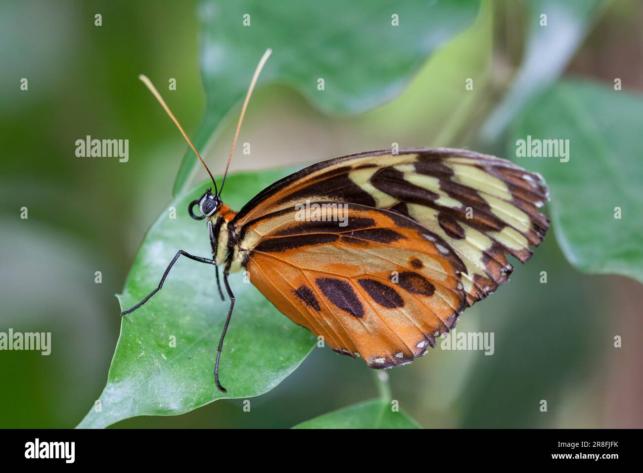 Lycorea schmetterling -Fotos und -Bildmaterial in hoher Auflösung – Alamy