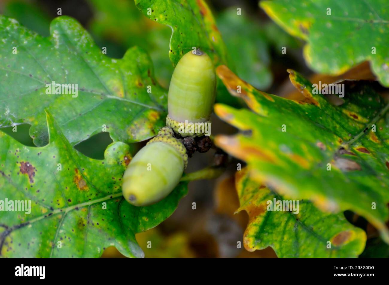 Eichel deutsche eiche -Fotos und -Bildmaterial in hoher Auflösung – Alamy