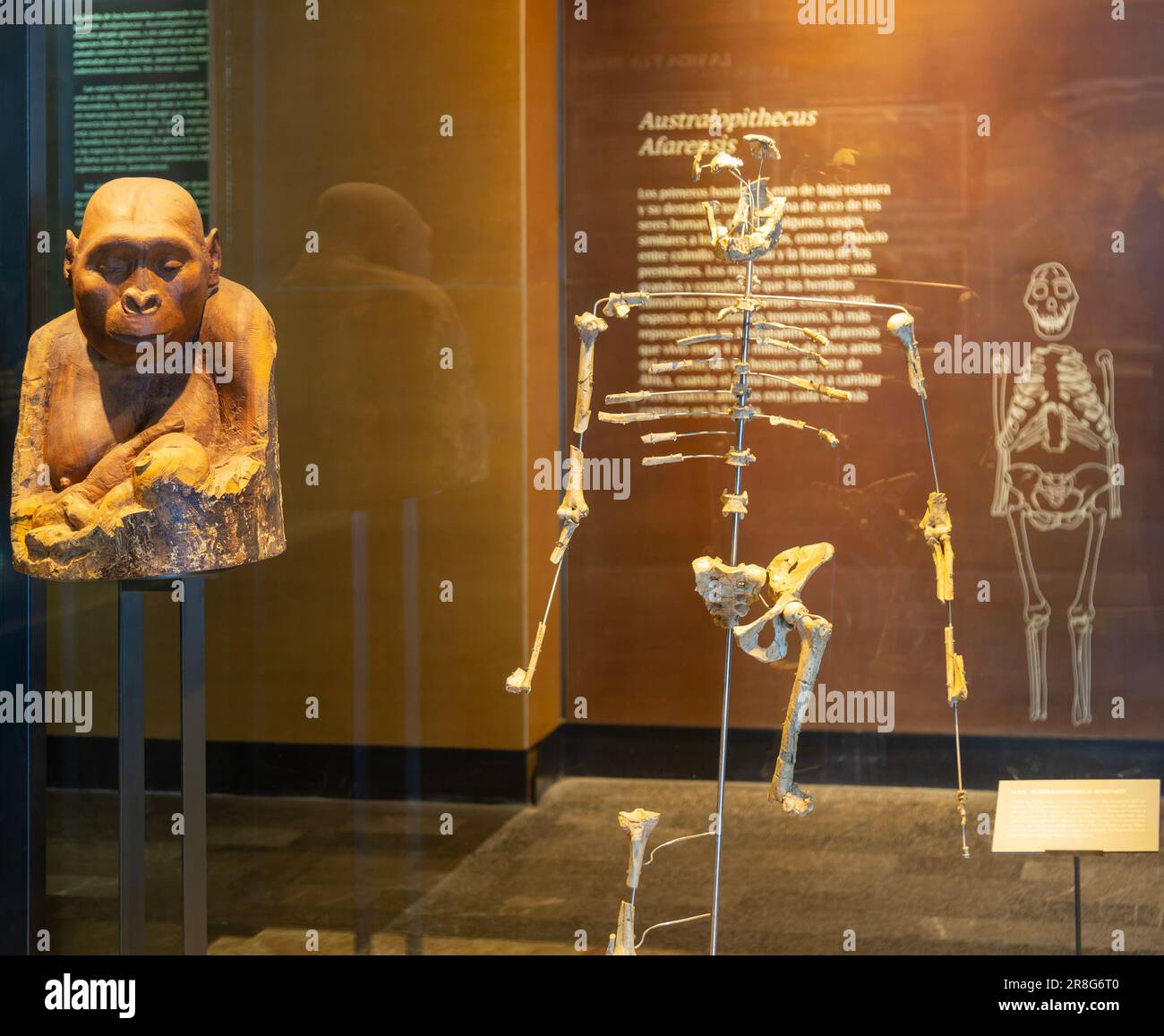 Australopithecus lucy -Fotos und -Bildmaterial in hoher Auflösung – Alamy