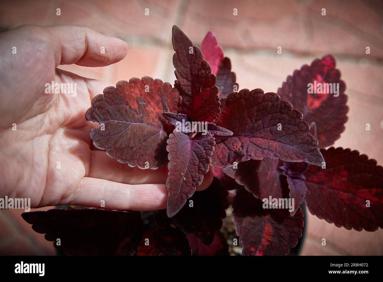 Botanischer name der coleus blume -Fotos und -Bildmaterial in hoher ...