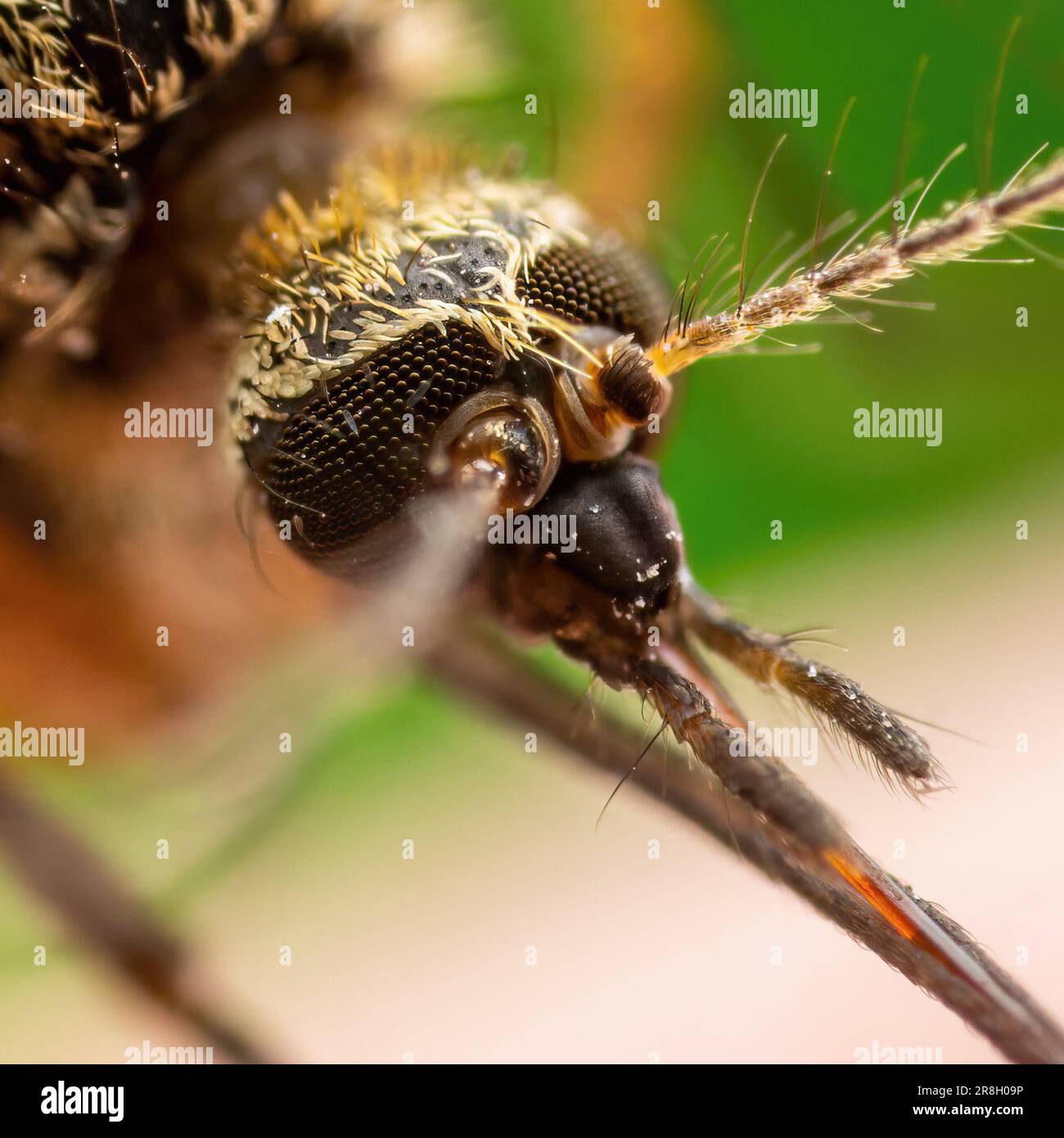 Stechmücke mikroskop -Fotos und -Bildmaterial in hoher Auflösung – Alamy