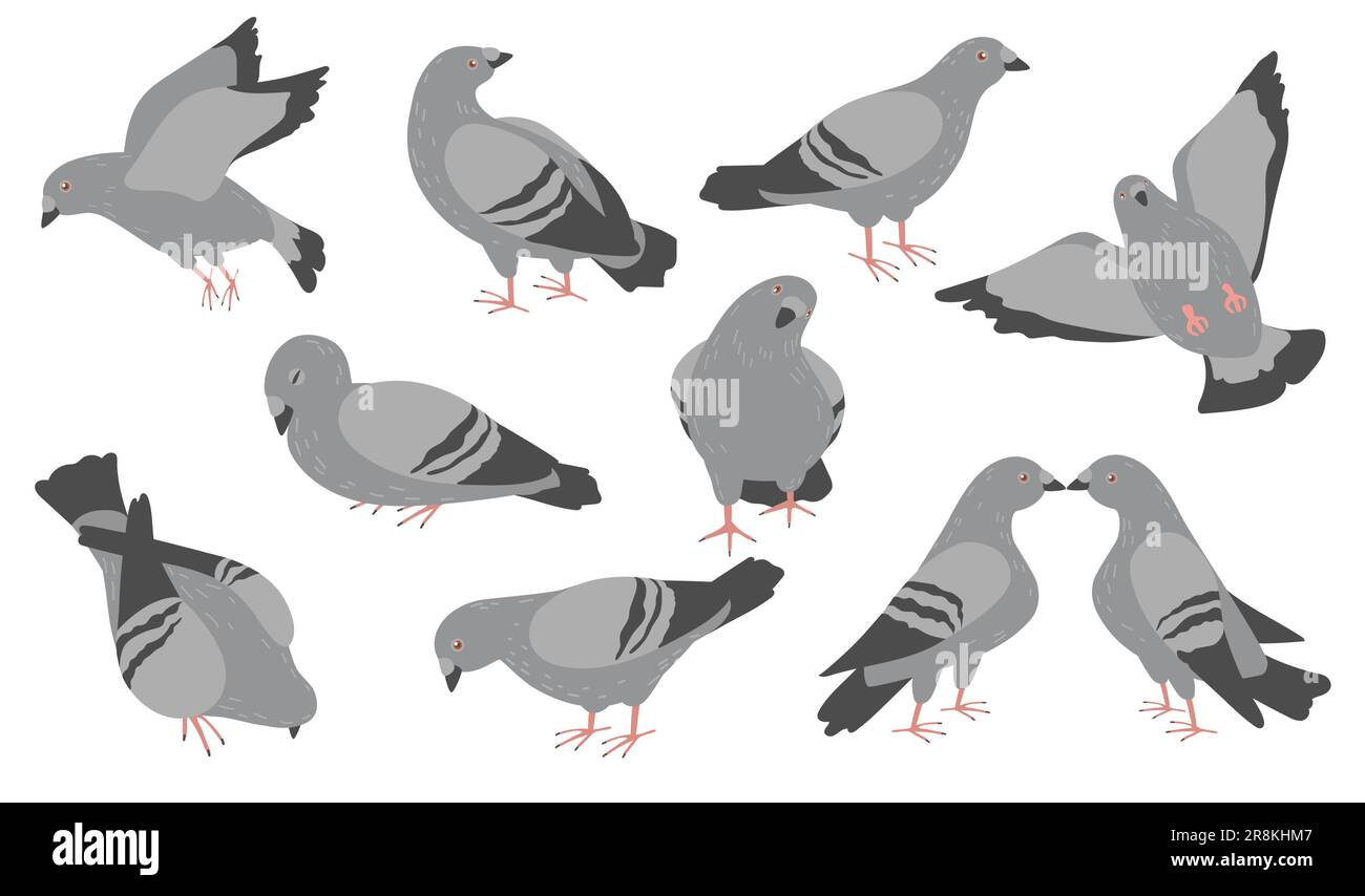 Taube karikatur -Fotos und -Bildmaterial in hoher Auflösung – Alamy