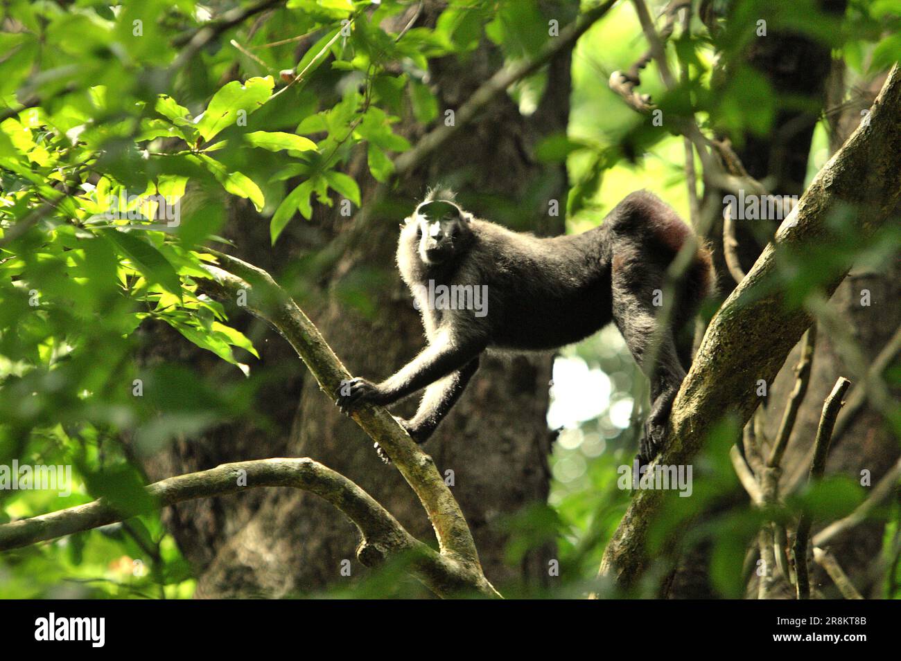 Macaca nigra projekt -Fotos und -Bildmaterial in hoher Auflösung – Alamy