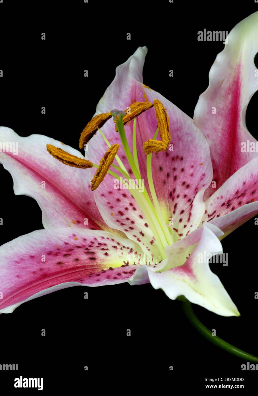 Orientalische lilien -Fotos und -Bildmaterial in hoher Auflösung – Alamy