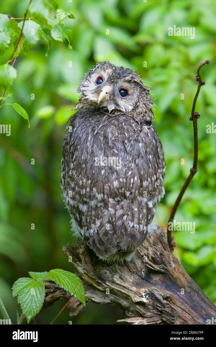 Nasse eule -Fotos und -Bildmaterial in hoher Auflösung – Alamy
