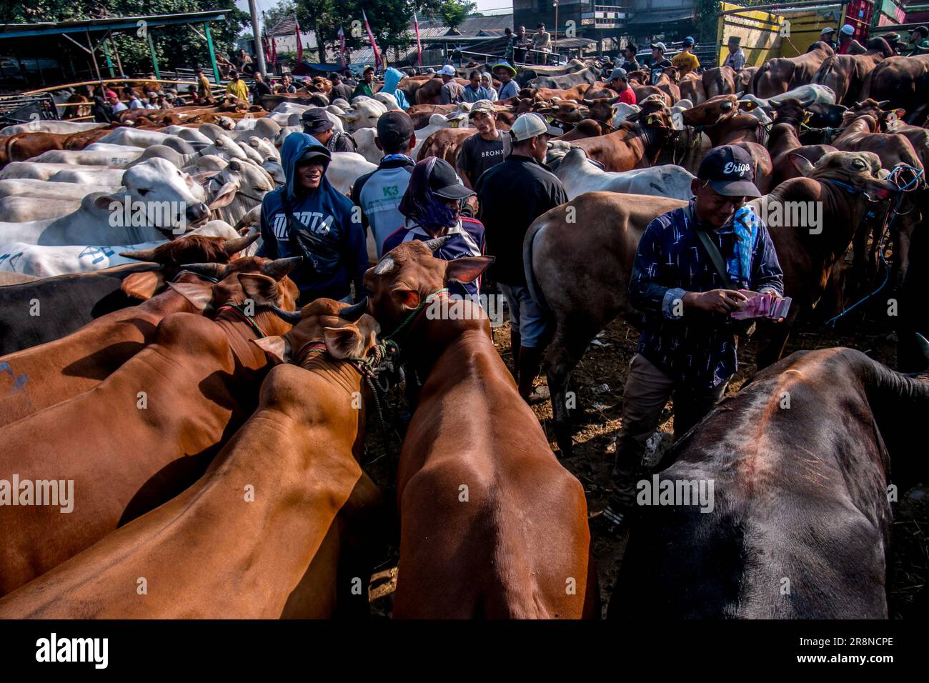 Der Jonggol Animal Market in Bogor Regency, der größte Viehmarkt in ...