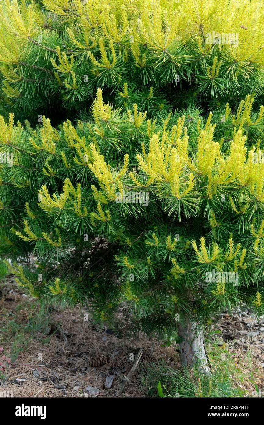 Pinus sylvestris trollalup -Fotos und -Bildmaterial in hoher Auflösung ...