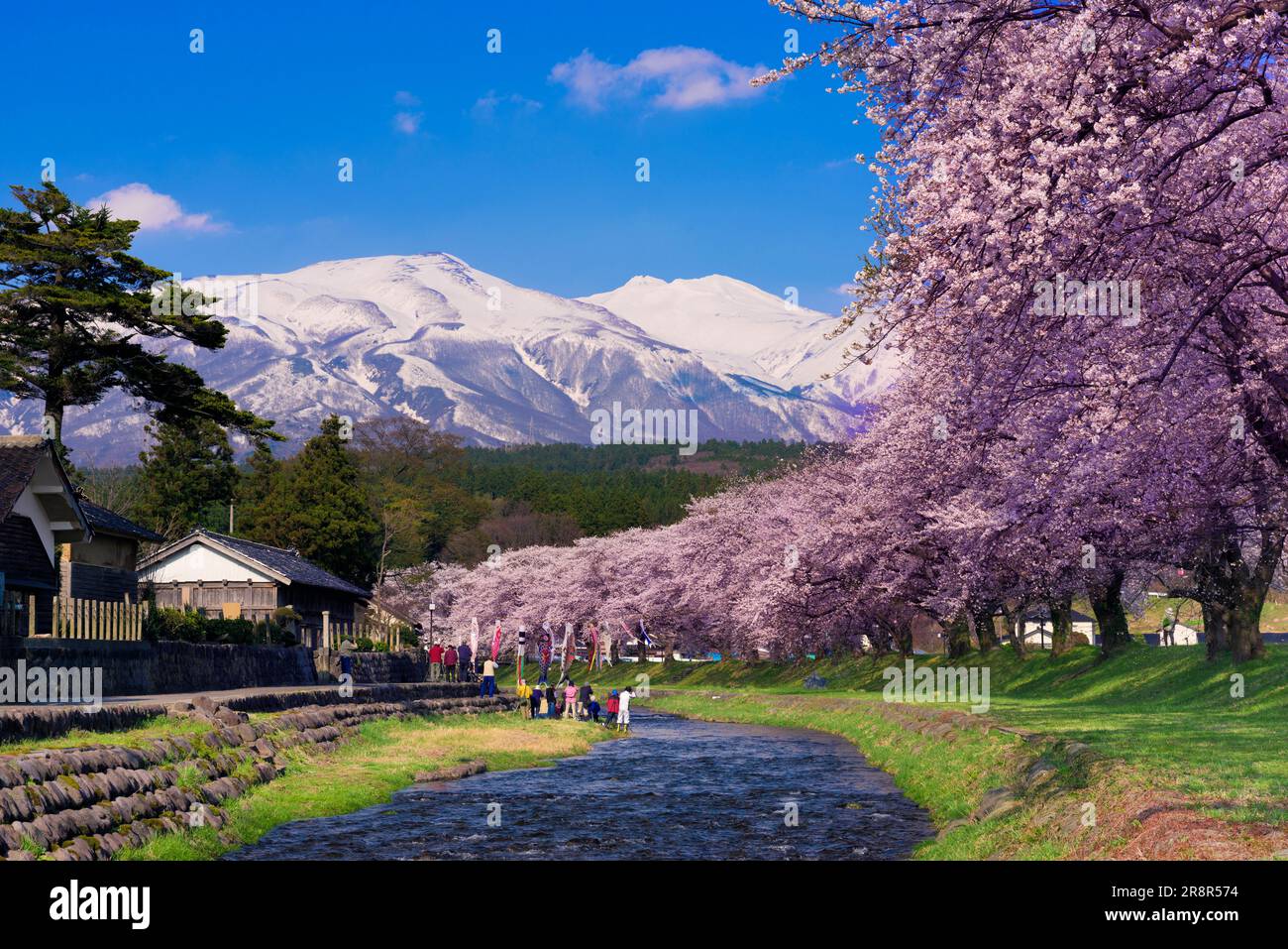 Der Chokaisan-Berg und die Kirschblüten in Nakayama tsutsumi ...