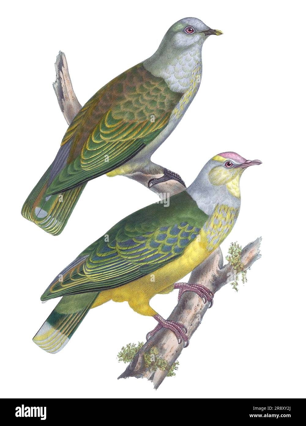 Taxonomie vogelbeobachtung -Fotos und -Bildmaterial in hoher Auflösung – Alamy