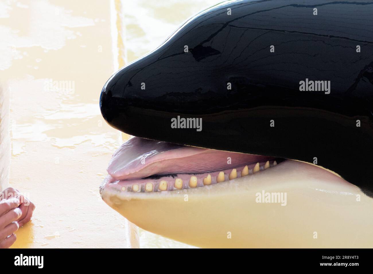 Orca whale teeth animal -Fotos und -Bildmaterial in hoher Auflösung – Alamy