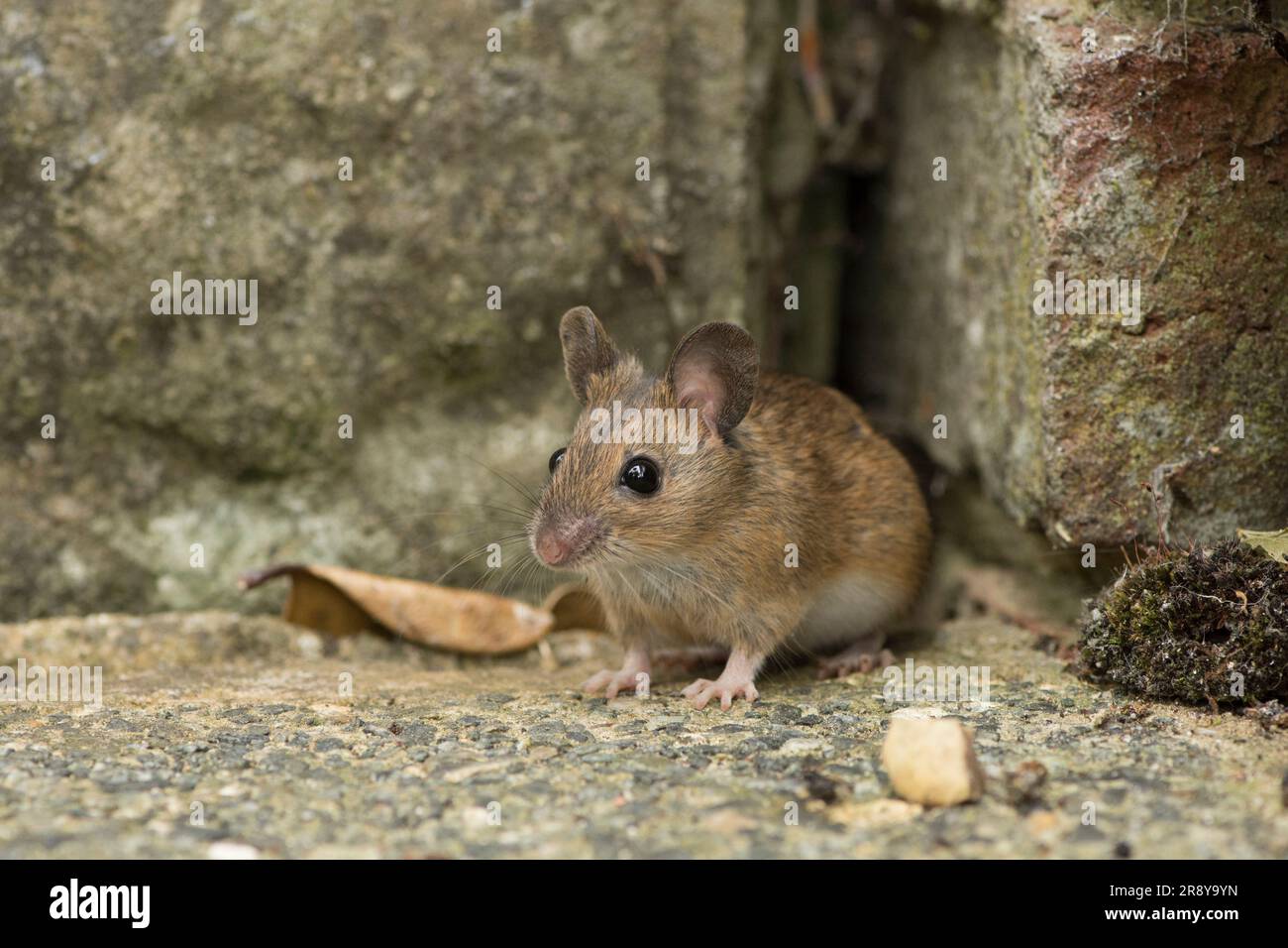 Holzmaus, Langschwanzmaus, Apodemus sylvaticus, oder Gelbhalsmaus ...