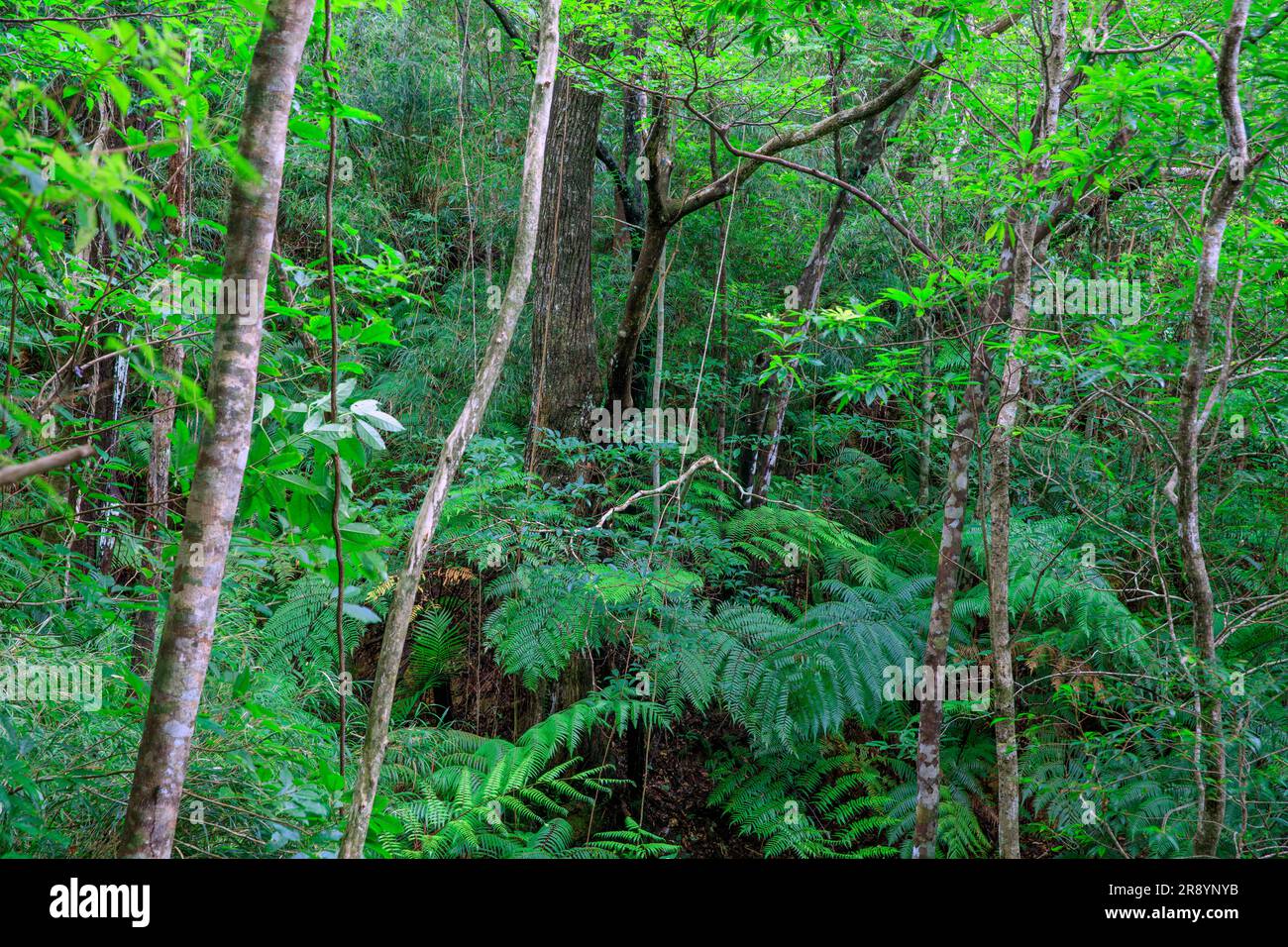 Yanbaru no mori -Fotos und -Bildmaterial in hoher Auflösung – Alamy