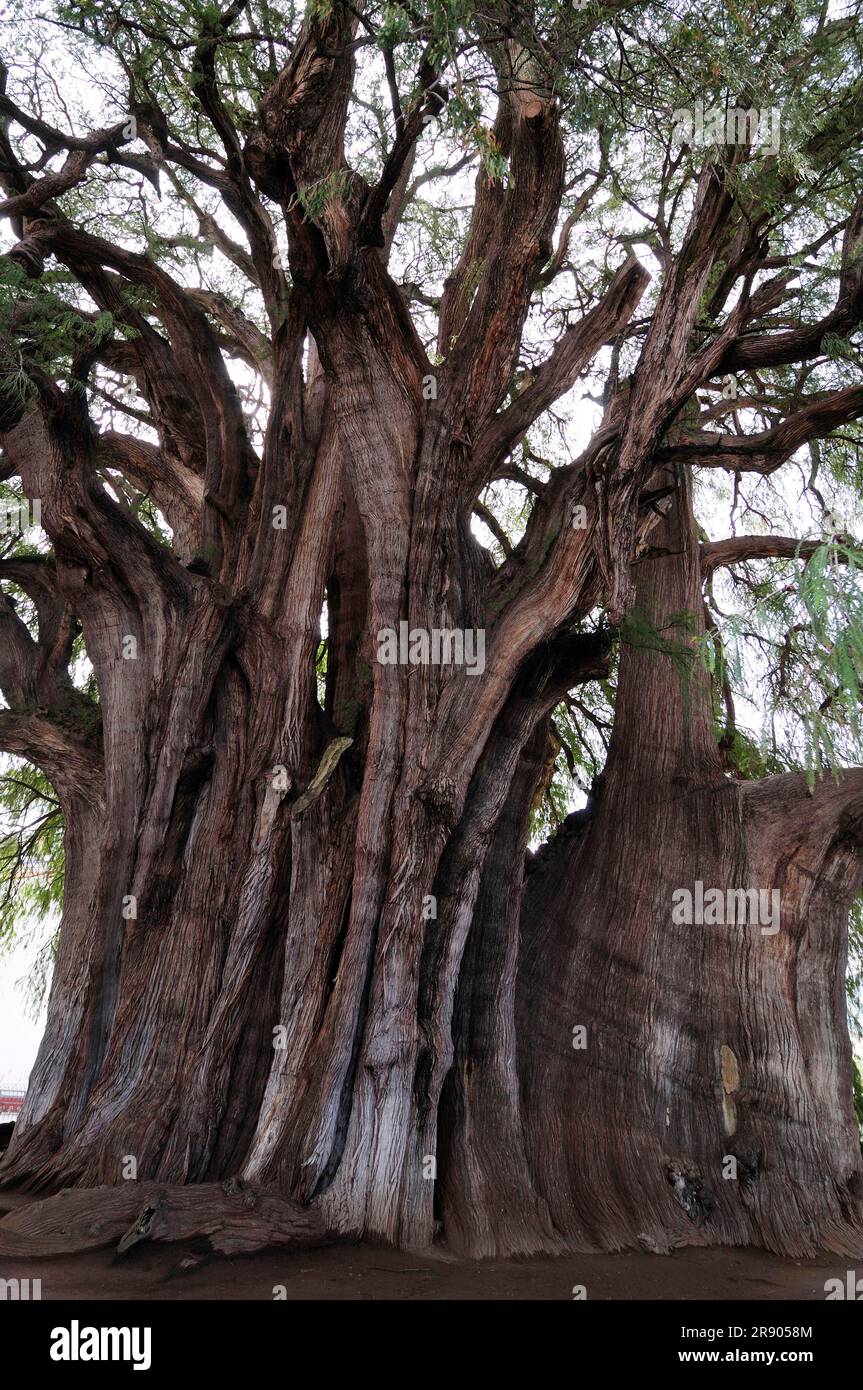 Taxodium mucronatum -Fotos und -Bildmaterial in hoher Auflösung – Alamy