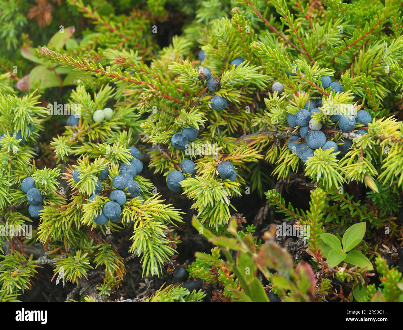 (Juniperus communis) ist ein kleiner immergrüner Nadelbaum oder ...