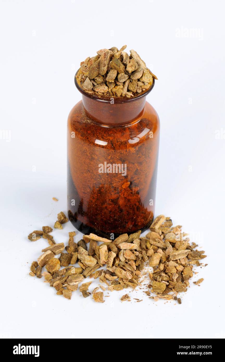 Rhei radix et rhizoma -Fotos und -Bildmaterial in hoher Auflösung – Alamy