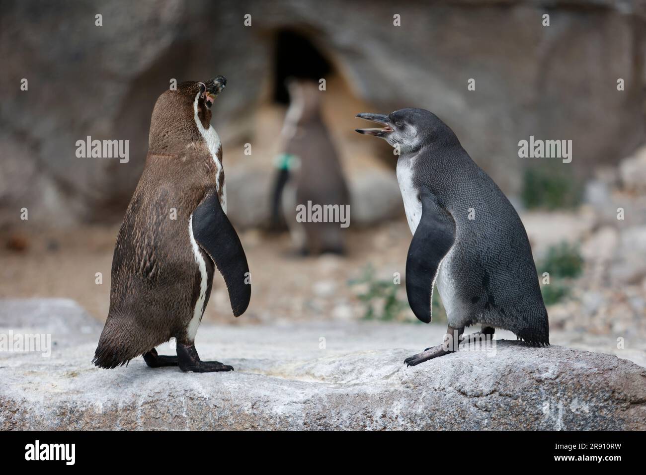 23. Juni 2023, Hessen, Frankfurt/Main: Humboldt-Pinguine stehen in ...