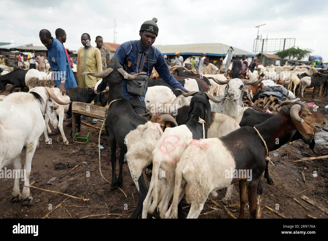 People sell rams at Kara market in Ogun Nigeria, Friday June 23, 2023 ...