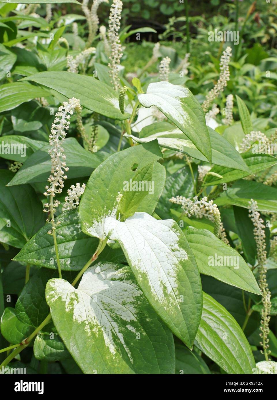 Saururus chinensis (Asian lizard's tail / Hangesho in Japanese) turn ...