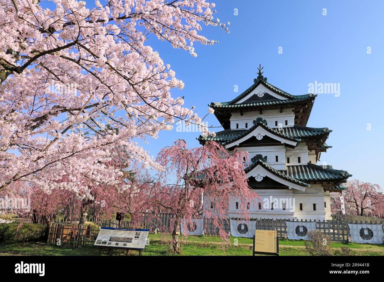 Kirschblüten im Hirosaki Park und im Schloss Hirosaki Stockfotografie - Alamy