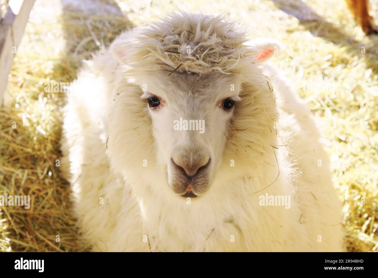 Alpaca outdoors -Fotos und -Bildmaterial in hoher Auflösung – Alamy