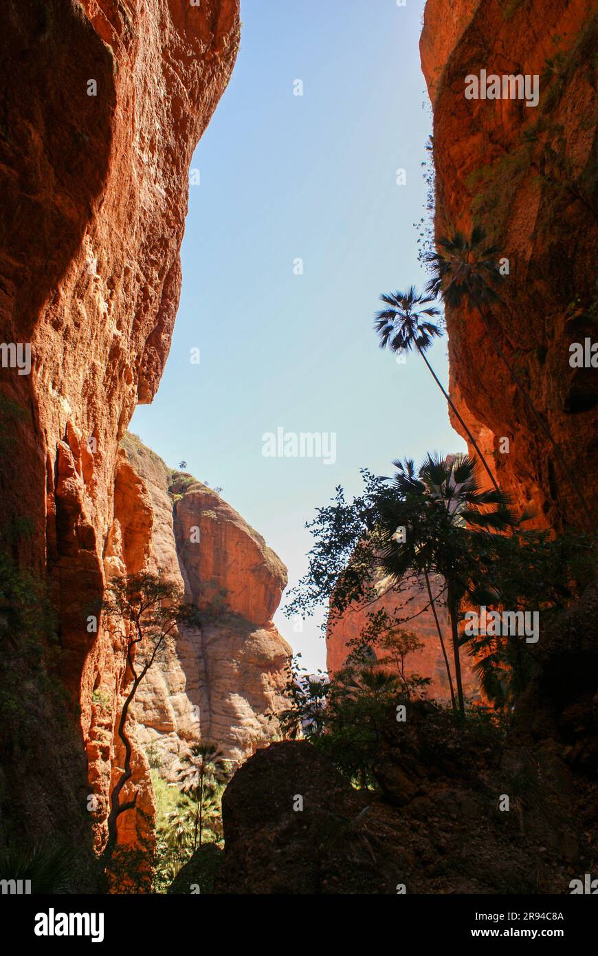 Livistona victoria -Fotos und -Bildmaterial in hoher Auflösung – Alamy