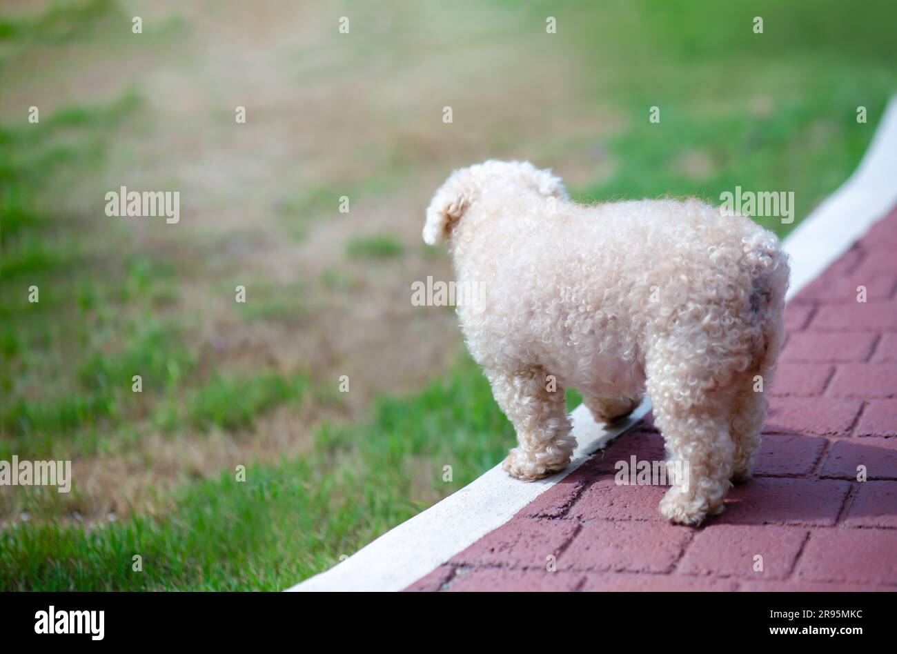 Pudel toy -Fotos und -Bildmaterial in hoher Auflösung - Seite 2 - Alamy