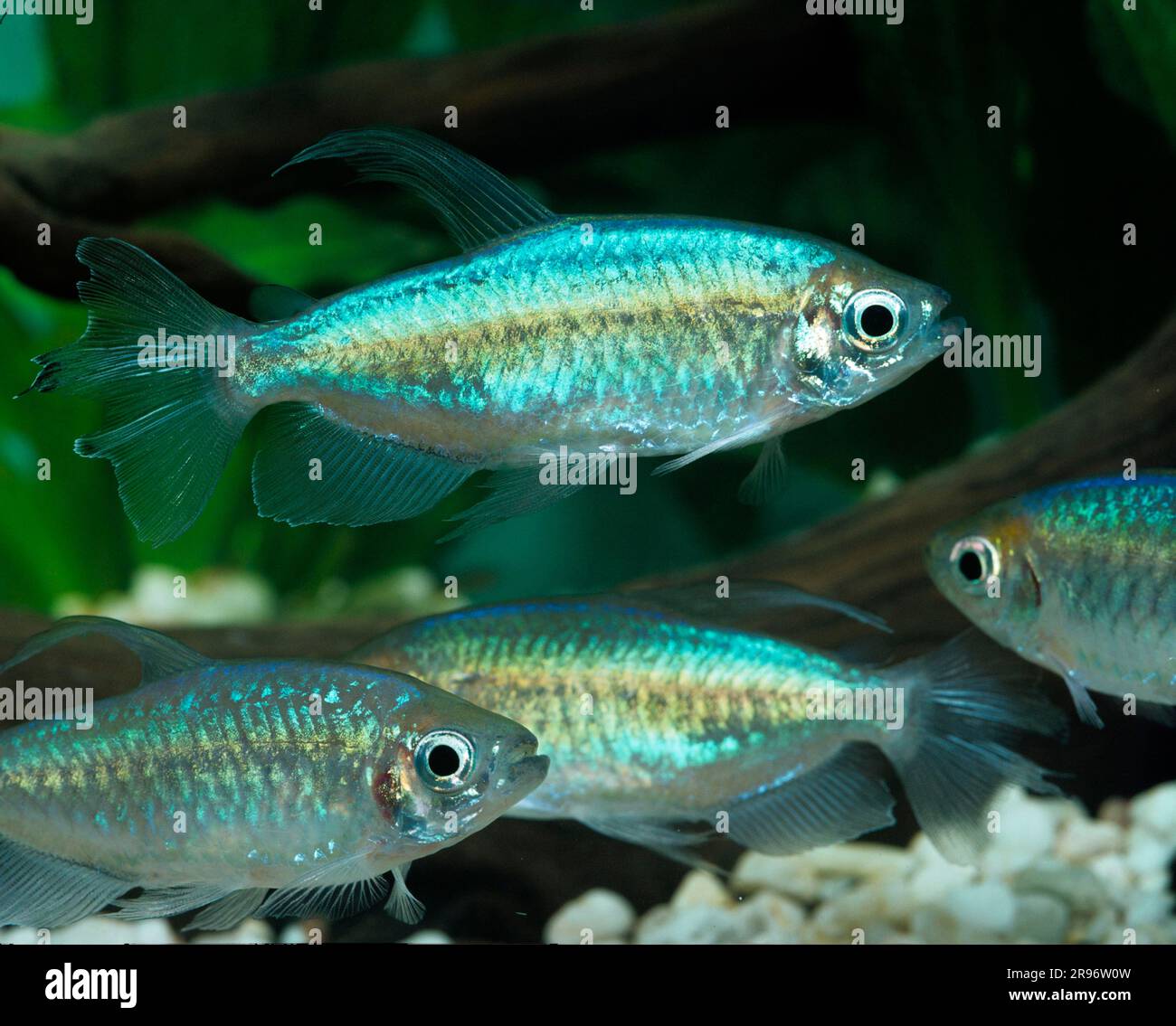 Congo tetra fish -Fotos und -Bildmaterial in hoher Auflösung – Alamy