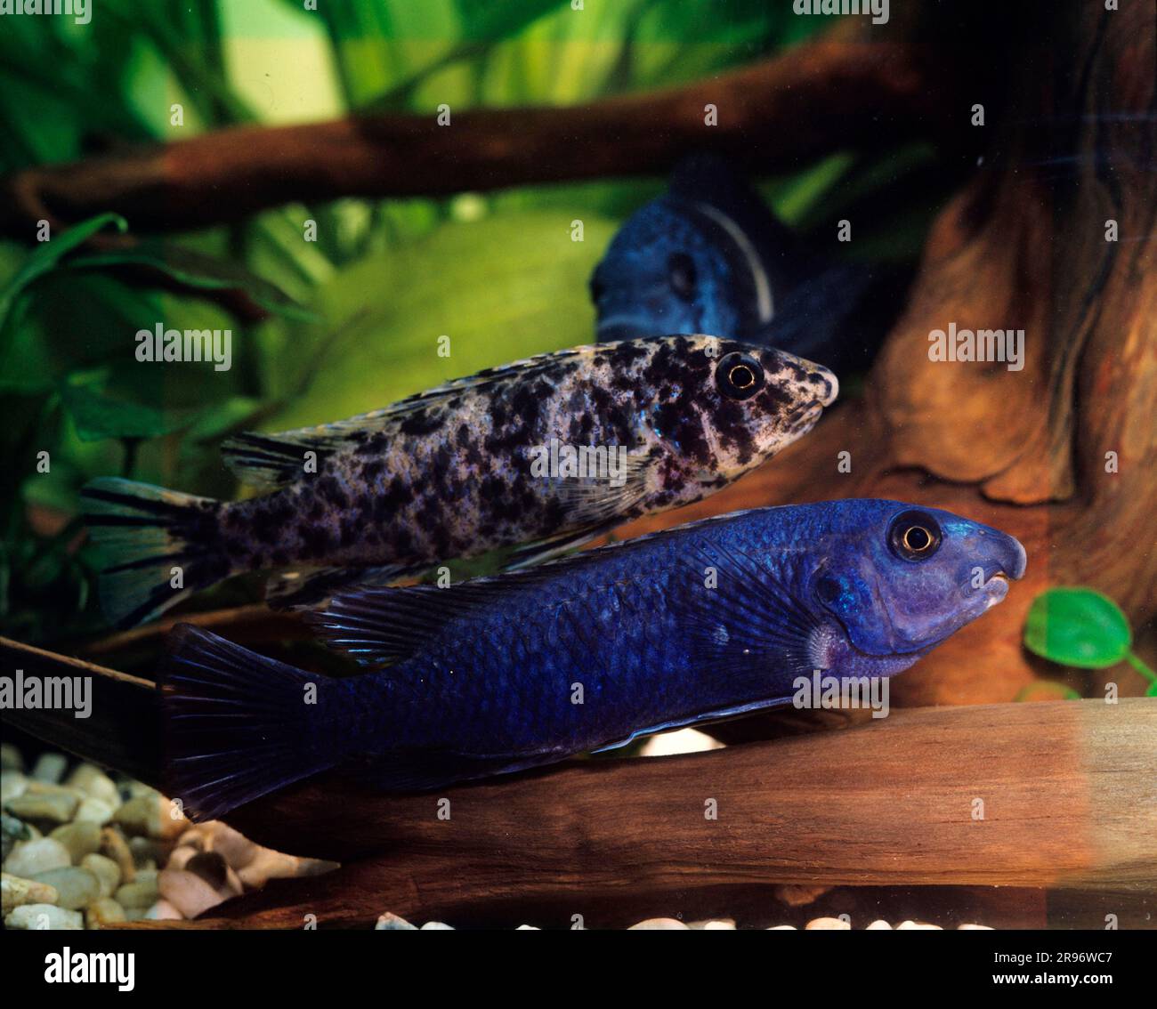 Laetacara curviceps -Fotos und -Bildmaterial in hoher Auflösung – Alamy