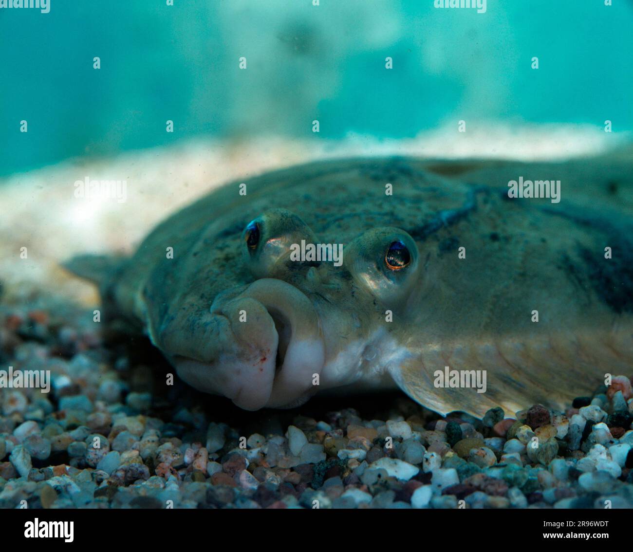 Platichthys flesus european flounder -Fotos und -Bildmaterial in hoher ...