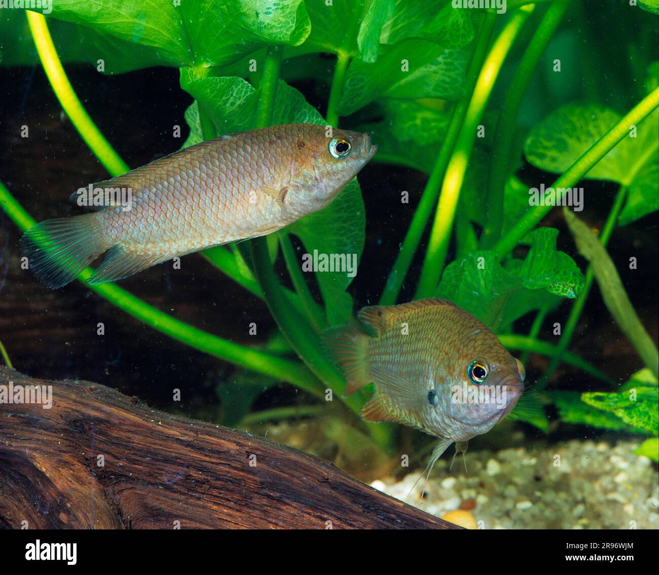 Labyrinth fish -Fotos und -Bildmaterial in hoher Auflösung – Alamy