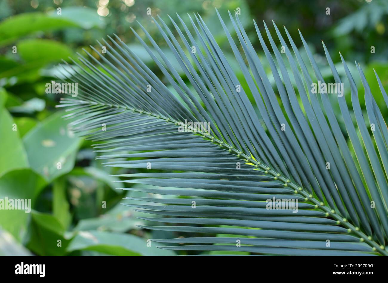 Flora y fauna nativa -Fotos und -Bildmaterial in hoher Auflösung – Alamy