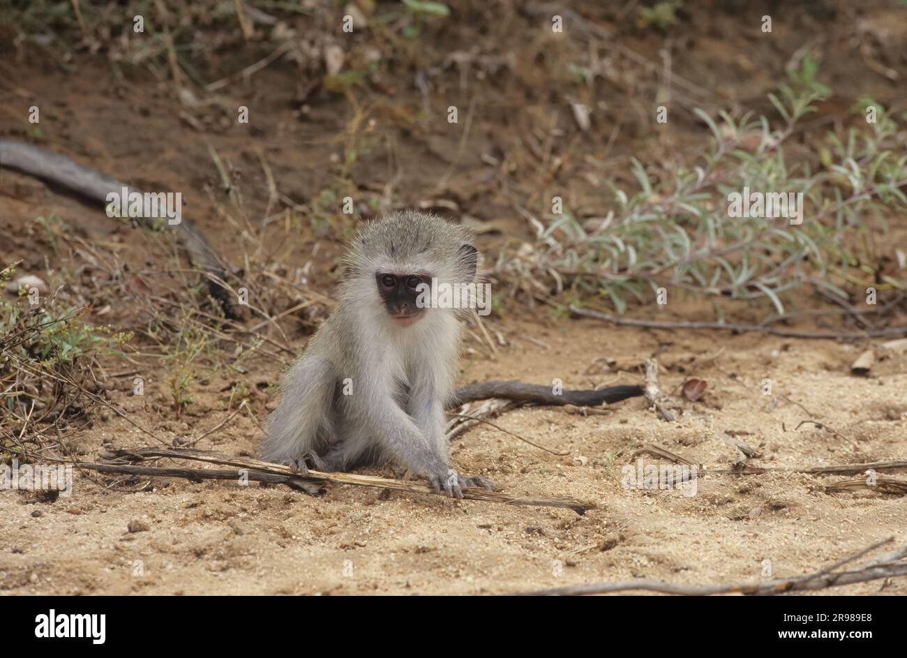 Der Vervet-Affe (Chlorocebus pygerythrus), oder einfach Vervet, ist ein ...