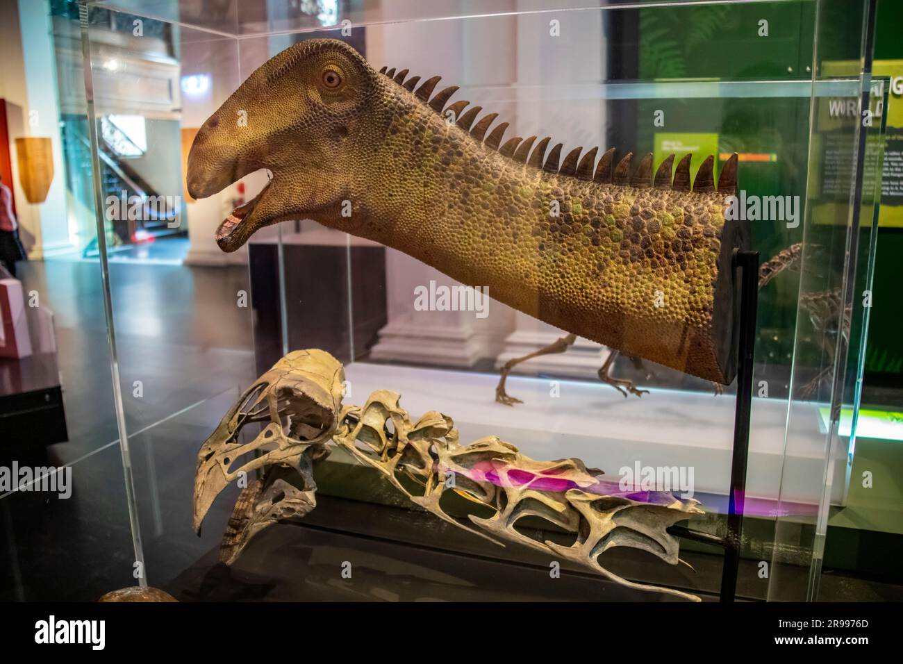 Nigersaurus taqueti -Fotos und -Bildmaterial in hoher Auflösung – Alamy