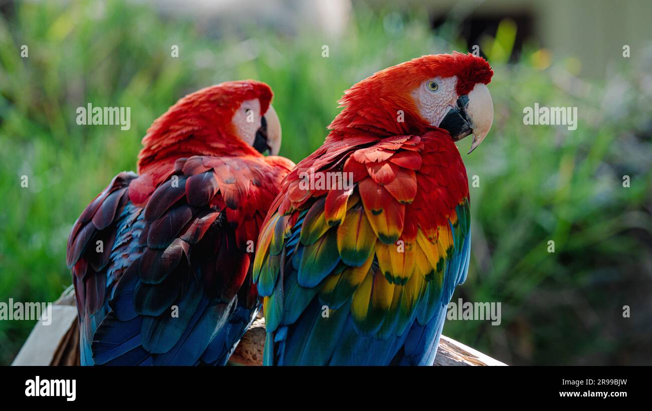 Eine Nahaufnahme von zwei exotischen Aras auf einem Ast in einer ...