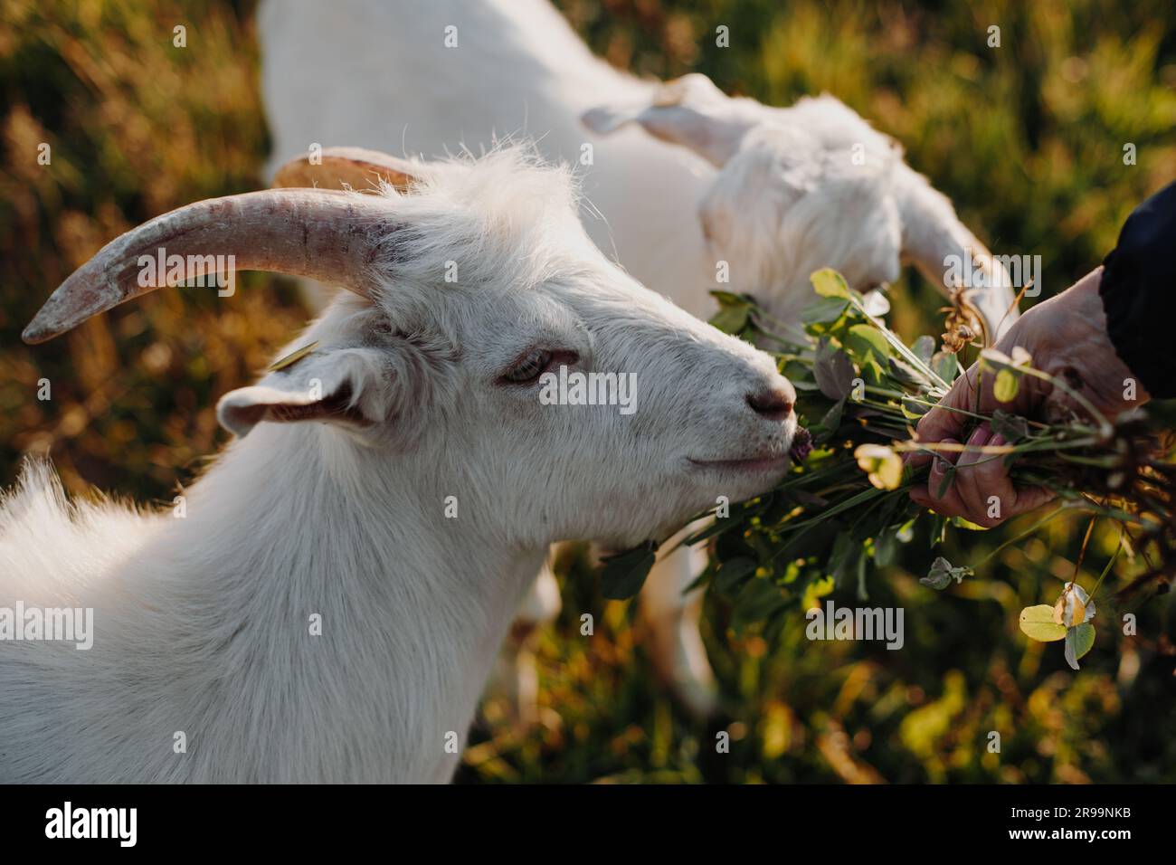 Weiße Ziege, die grünes Gras isst und ein Klee, das ihr der Besitzer im Licht eines warmen ...